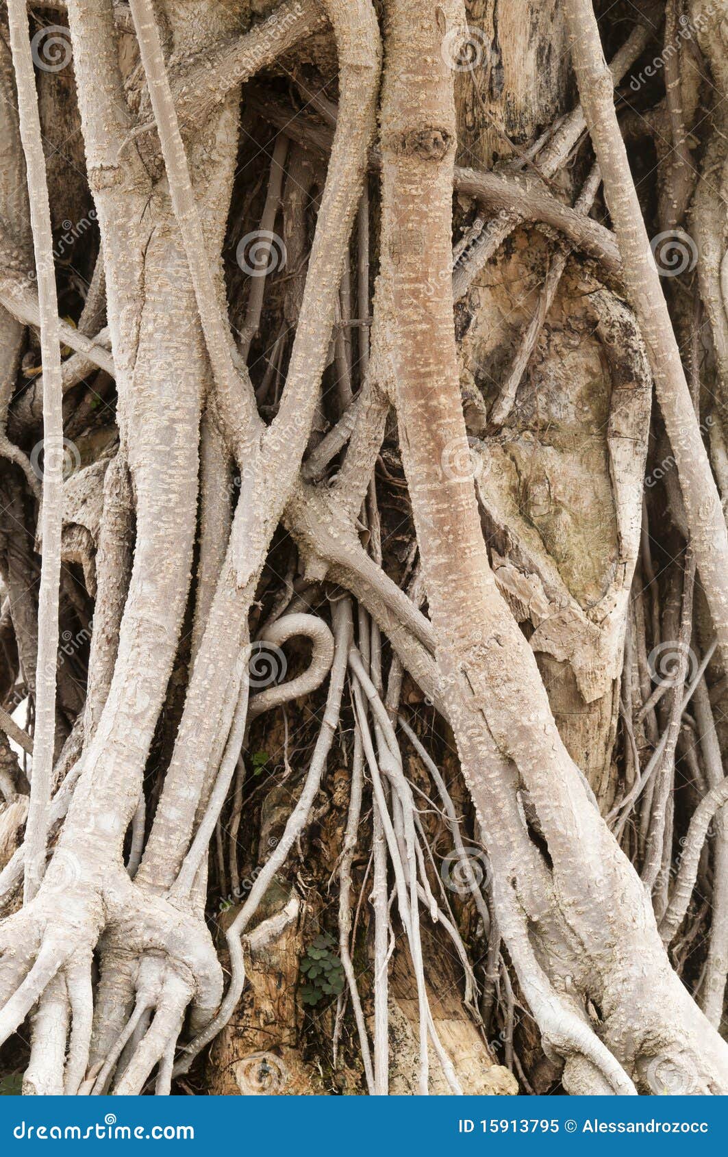 Roots of Ficus stock image. Image of cuban, retusa, bonsai - 15913795