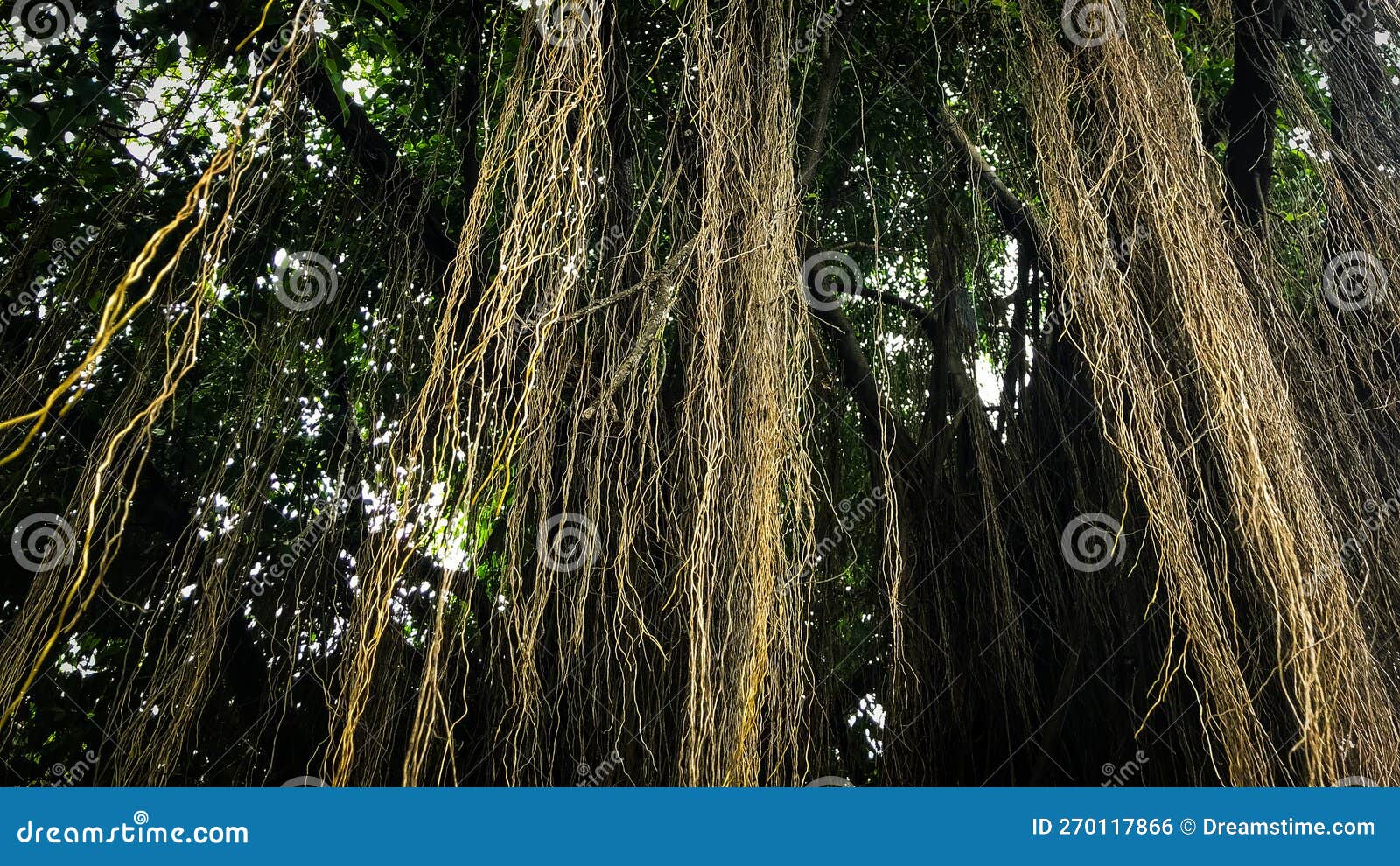 Roots of ficus stock photo. Image of growing, benjamin - 270117866