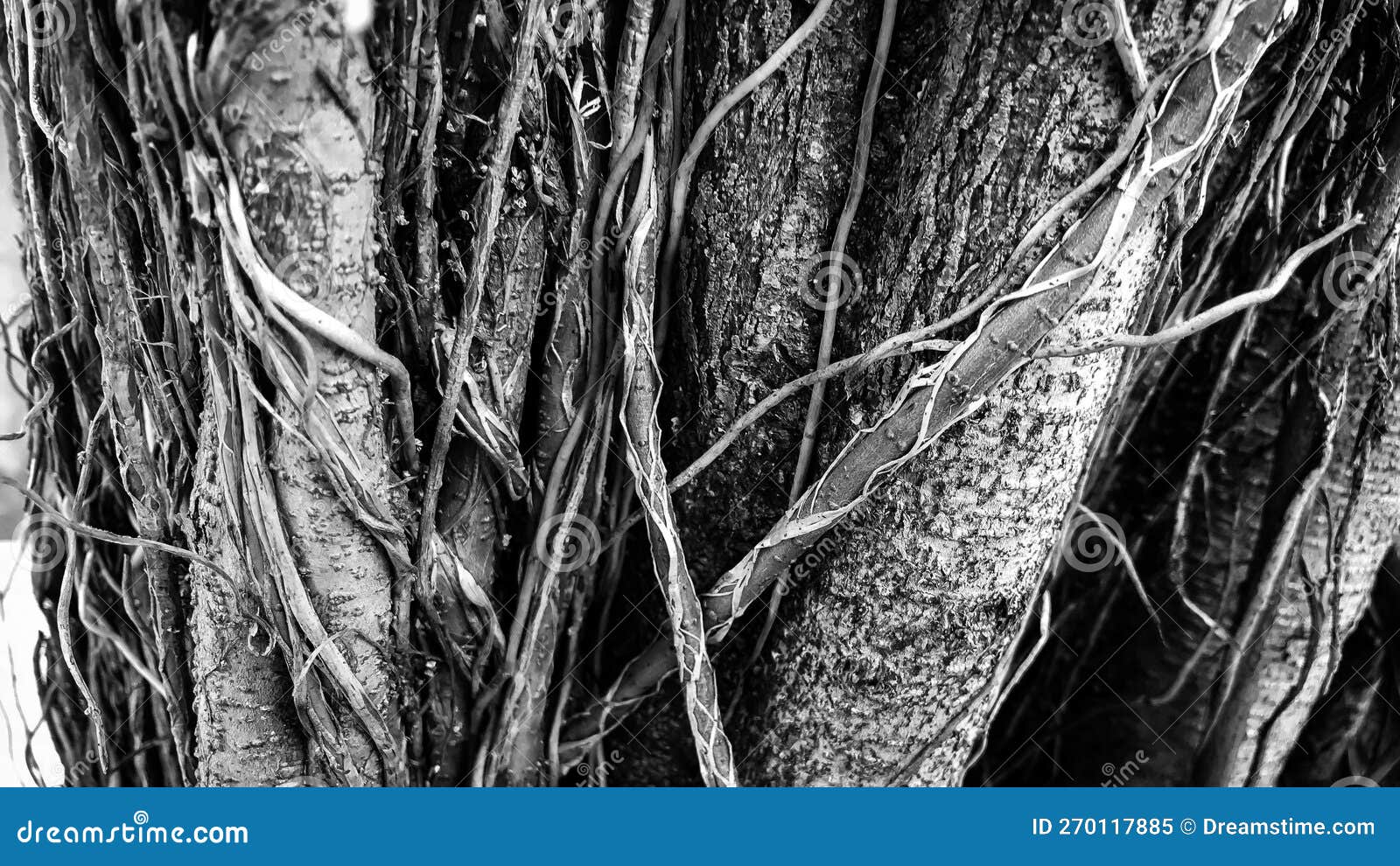 Roots of ficus stock image. Image of growing, roots - 270117885