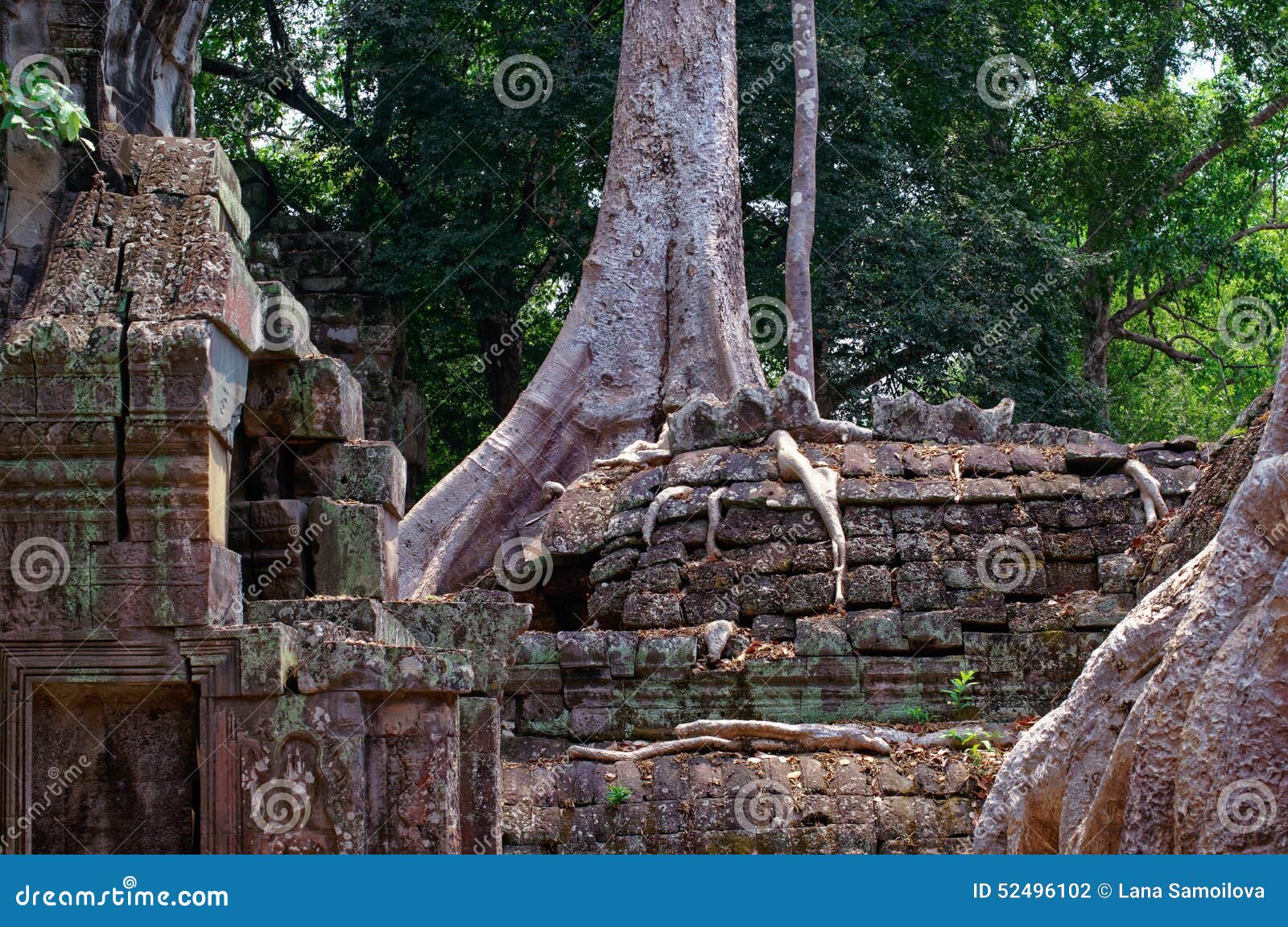 The Roots of Fig Tree in Angkor Temple Stock Photo - Image of rest ...