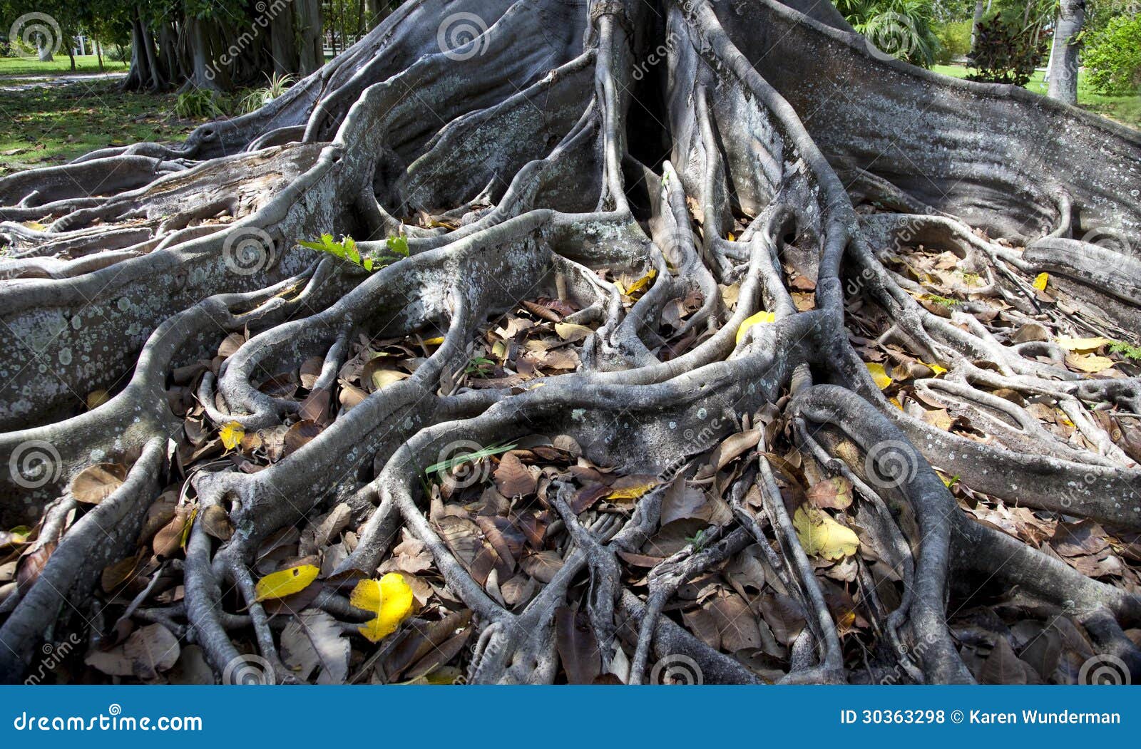 Roots of a Fig Tree stock photo. Image of bark, wood - 30363298