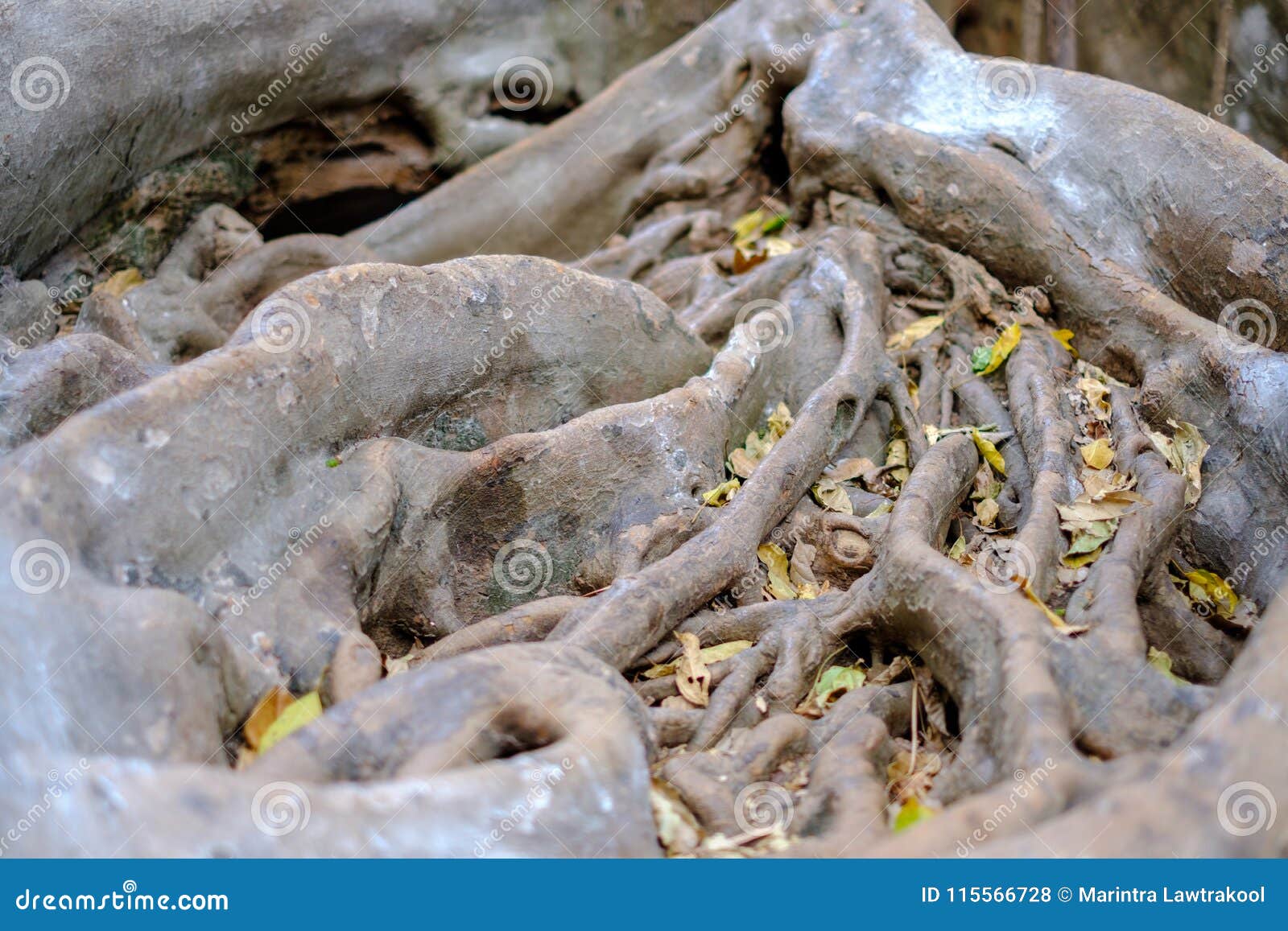 The Roots of the Fig Tree Large Branching Patterns Stock Photo - Image ...