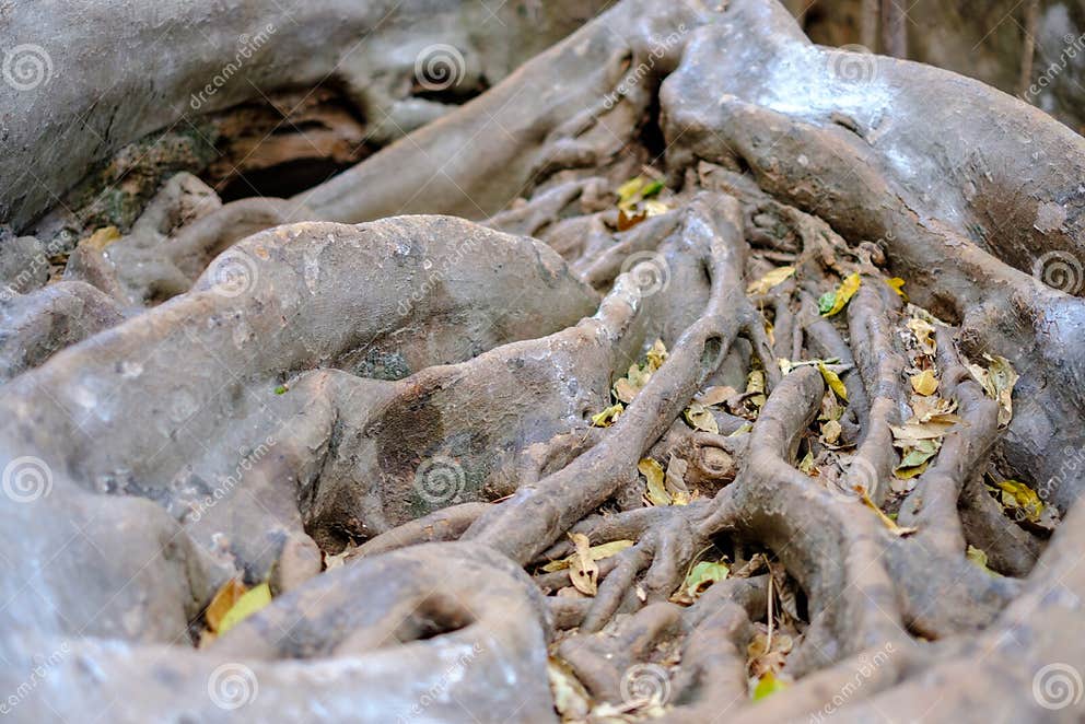 The Roots of the Fig Tree Large Branching Patterns Stock Photo - Image ...