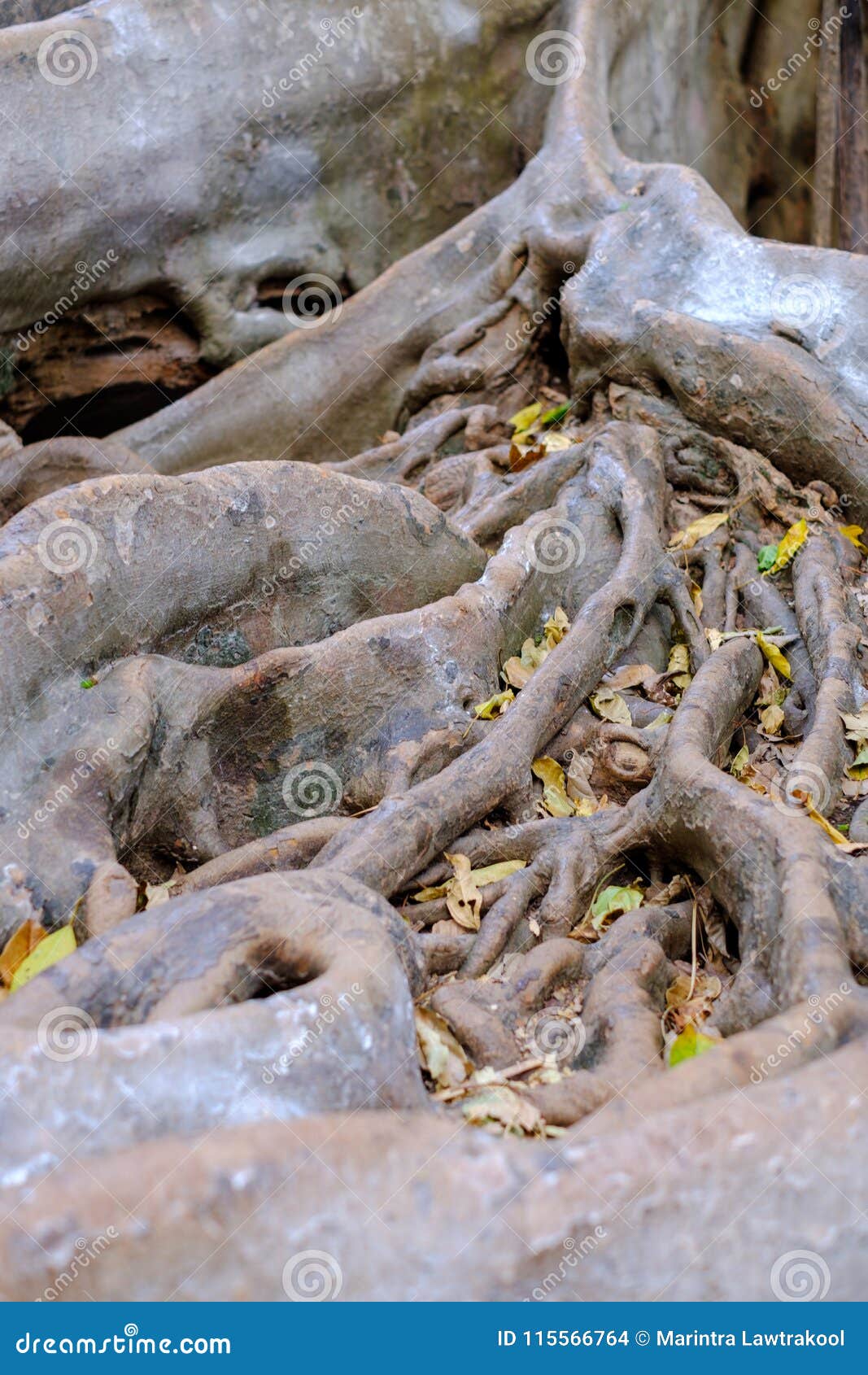 A Large Branching Tree On An Orange Color Background Royalty-Free Stock ...