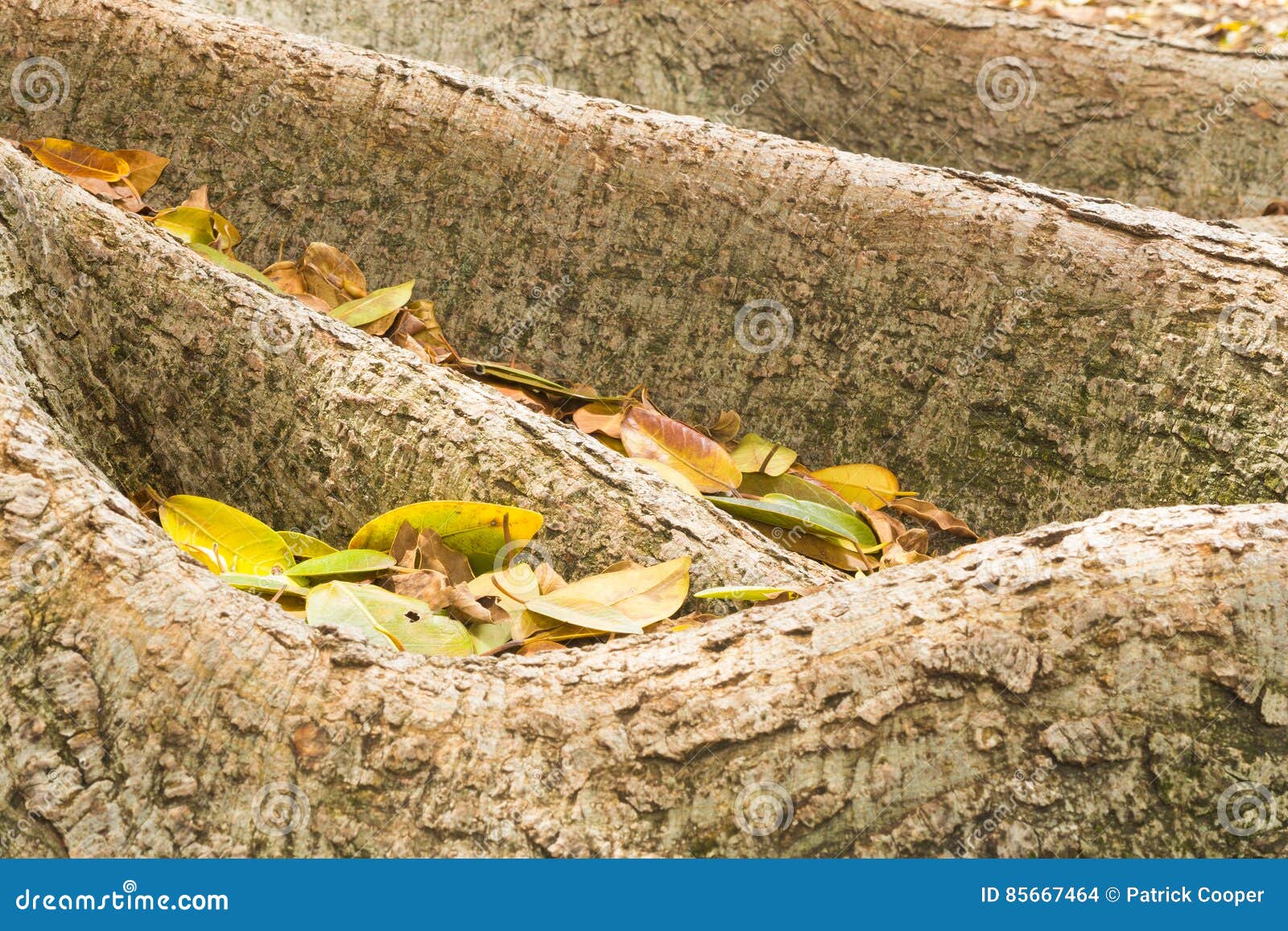 Roots of Fig Tree with Leaves Stock Photo - Image of nature, detail ...