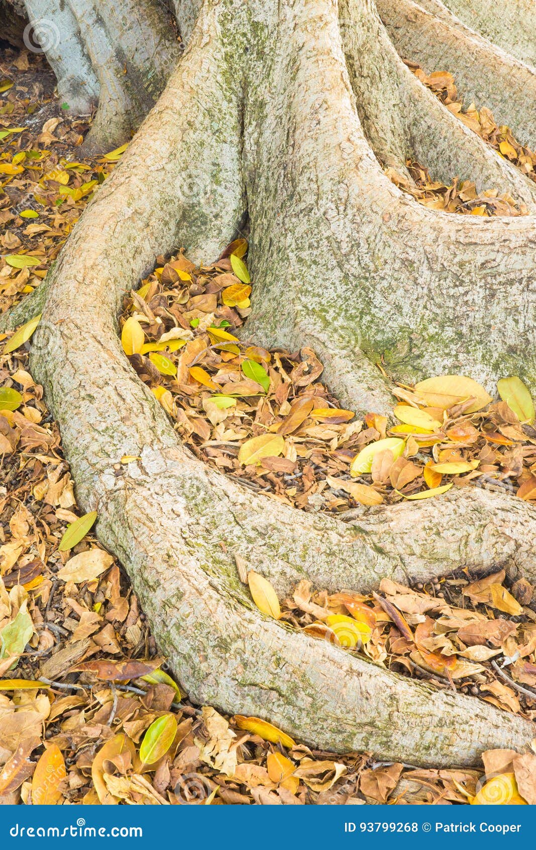 Roots of fig tree stock photo. Image of texture, autumn - 93799268