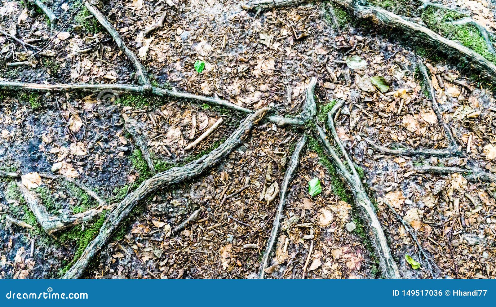 Roots Floor on Forest Ground Stock Photo - Image of foliage, earth ...