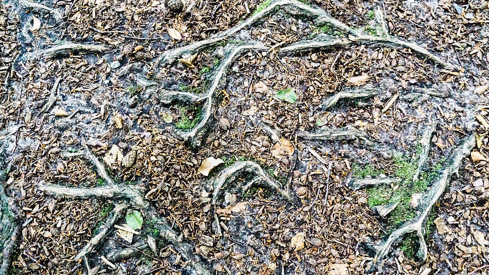 Roots Floor on Forest Ground Stock Photo - Image of pattern, roots ...