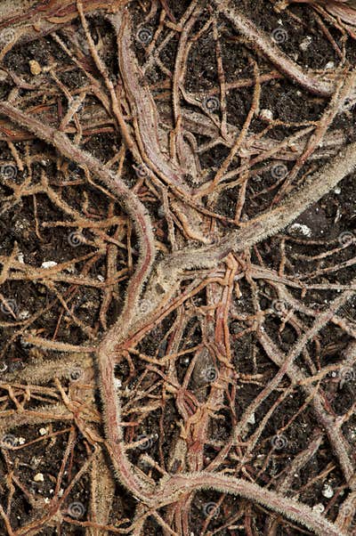 Roots of a flower stock photo. Image of nature, botany - 27238576