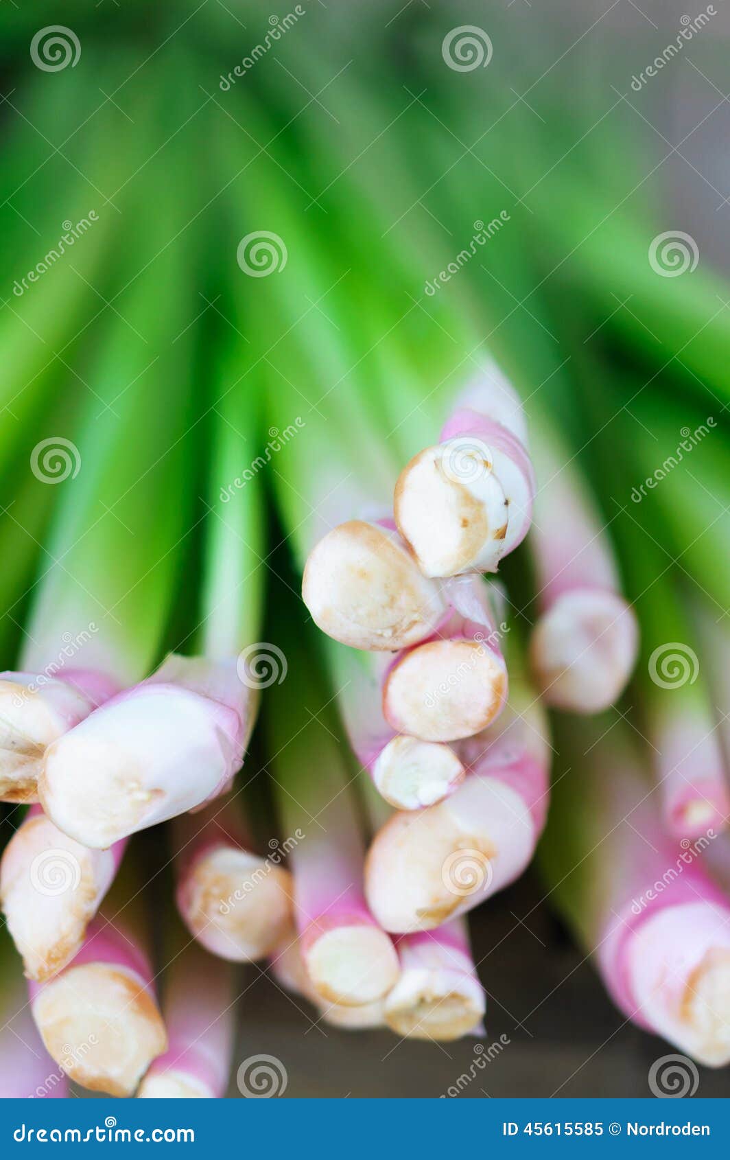Roots and foliage Acorus stock image. Image of nature - 45615585