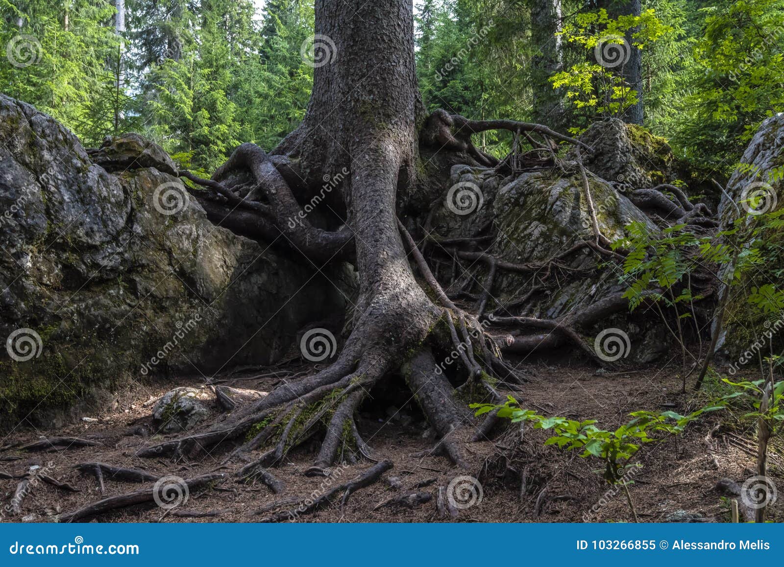 Roots in the forest stock image. Image of bench, dolomites - 103266855