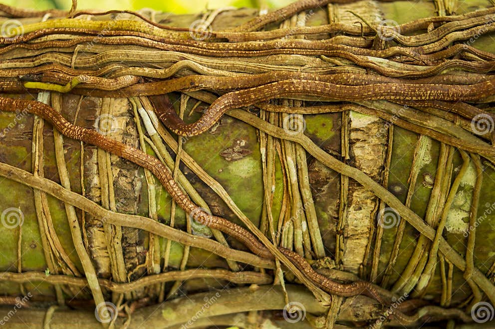 Roots Forming Texture Pattern Background Stock Photo - Image of ...