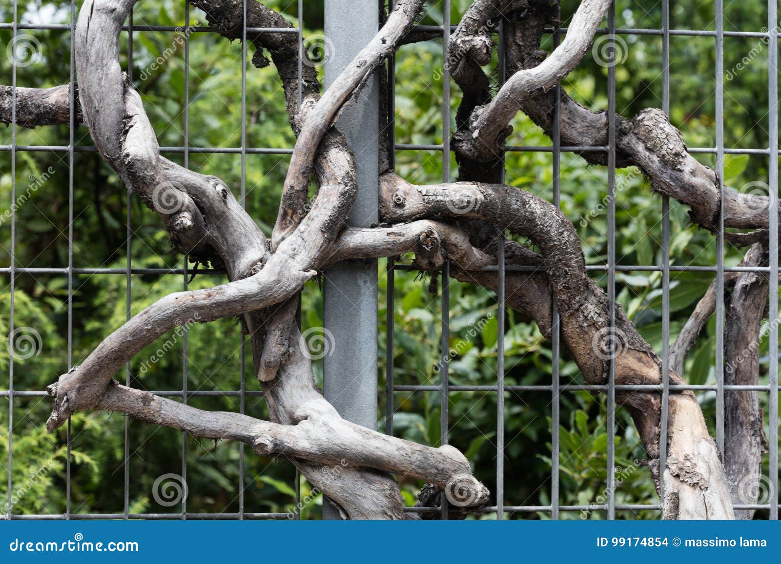 Roots through a gate stock photo. Image of geometry, abstract - 99174854