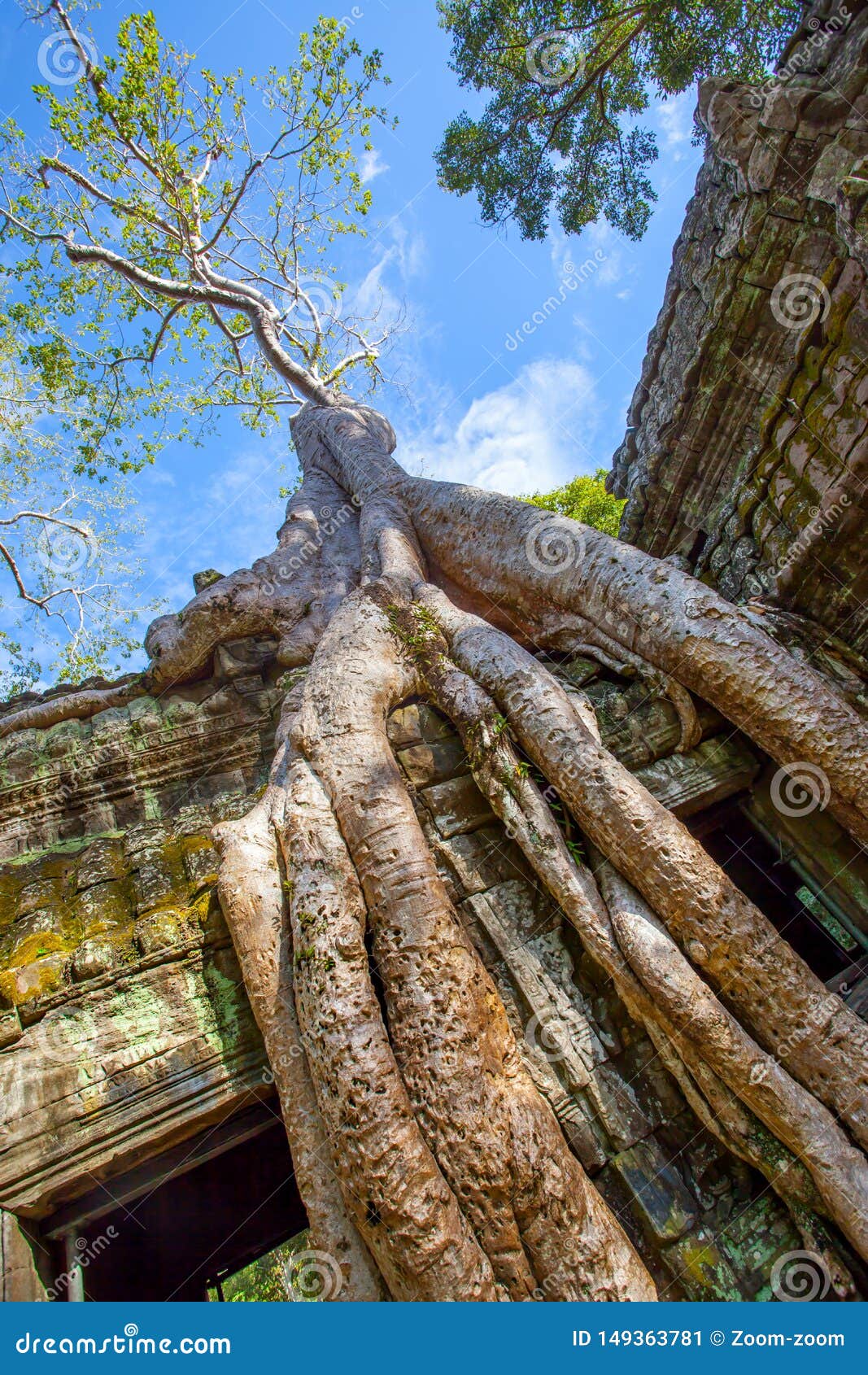 Tree In Angkor Wat, Cambodia, South East Asia. Royalty-Free Stock Image ...