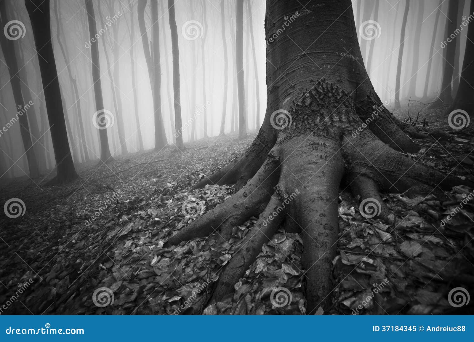 Roots Of The Giant Ficus Tree Ficus Macrophylla In The Garden Of ...