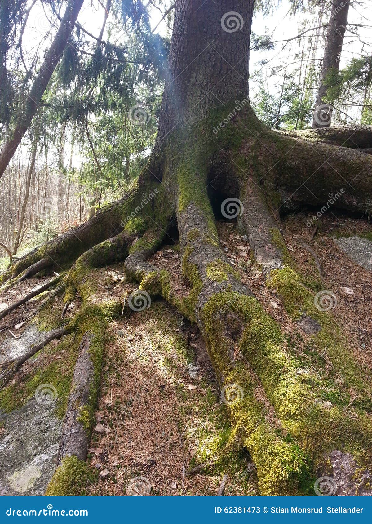 Roots go deep stock image. Image of roots, norway, moss - 62381473
