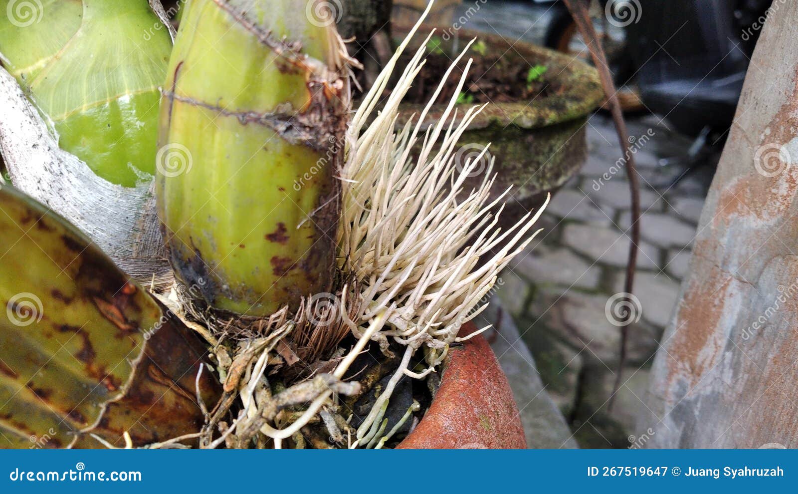 Roots are Going through Some of My Favorite Things Stock Image - Image ...