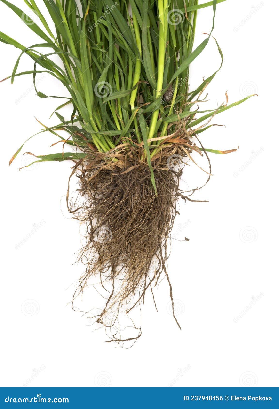 Roots of Grass Isolated on a White Background Stock Photo - Image of ...