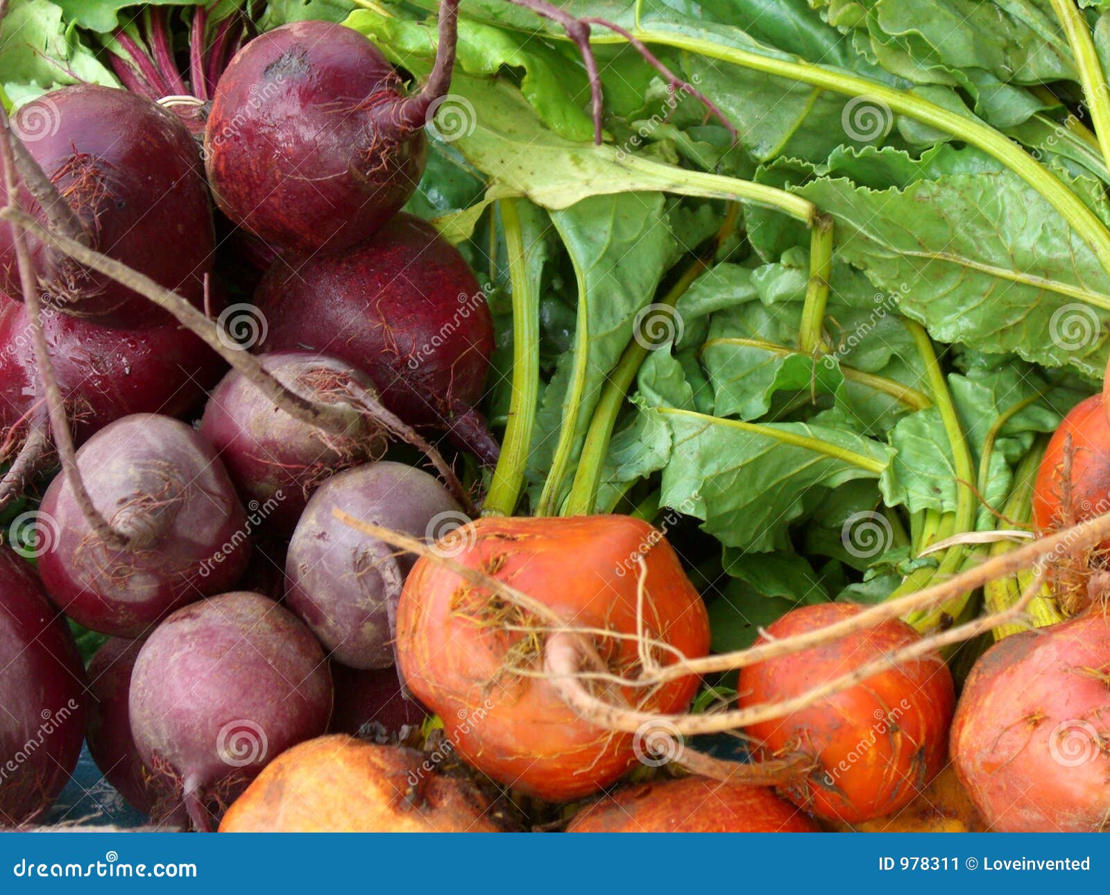 Roots and Greens stock image. Image of leafy, beetroots - 978311