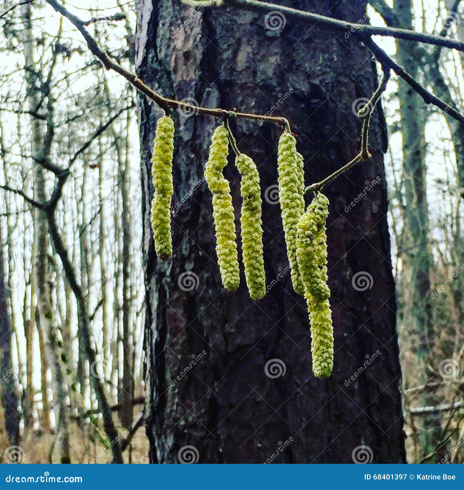 Roots Gren Tree Green Forrest Stock Image - Image of forrest, tree ...