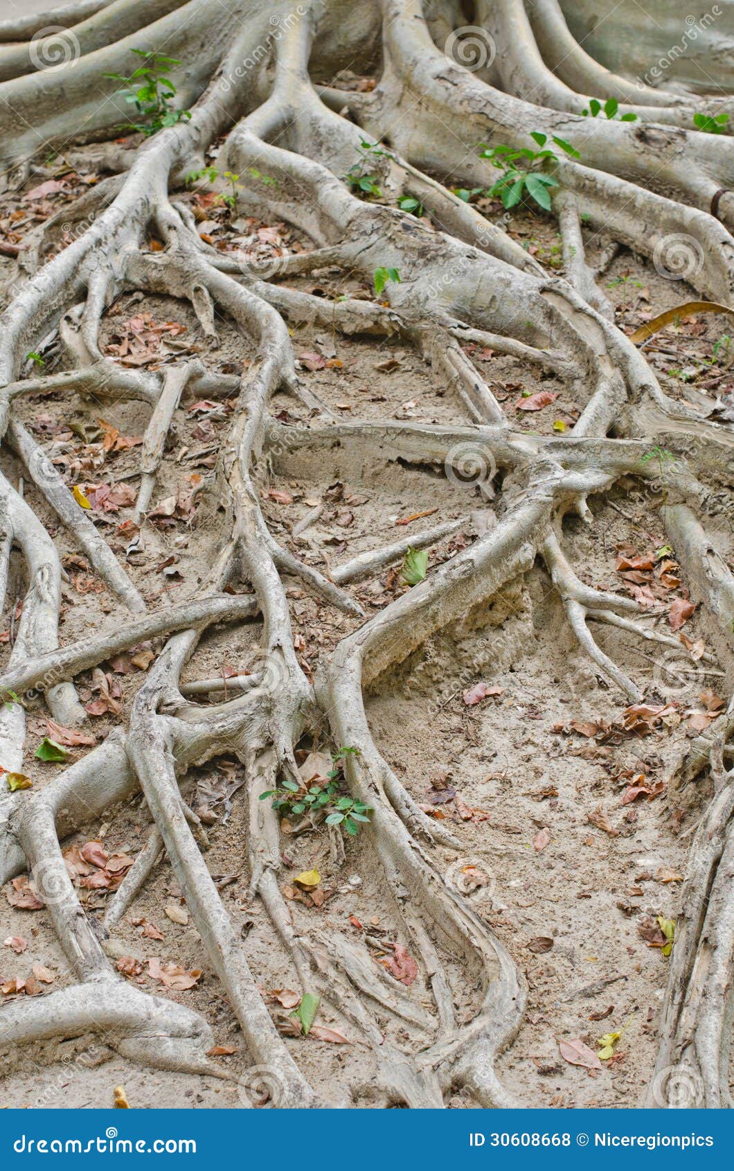 The roots. stock photo. Image of deep, garden, network - 30608668