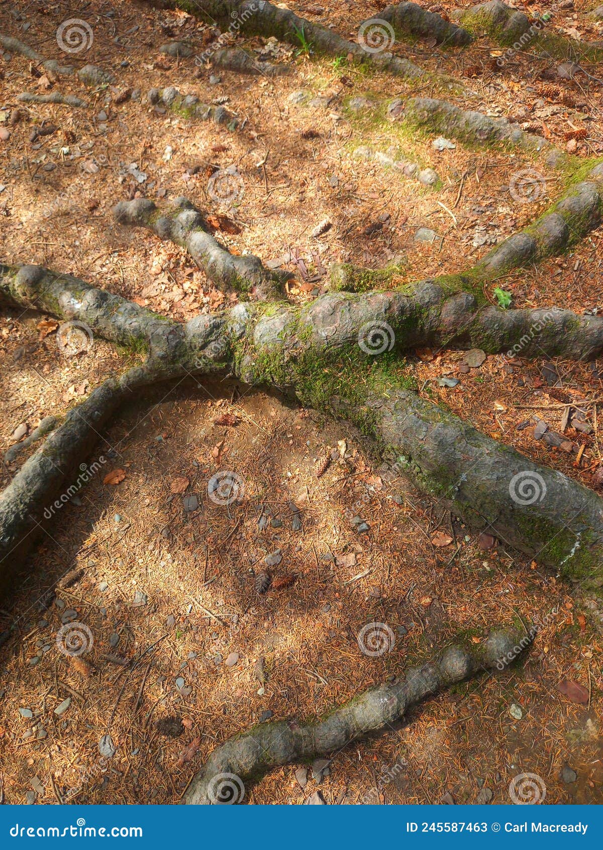 Roots on the Ground of the Earth Stock Image - Image of moss, ground ...