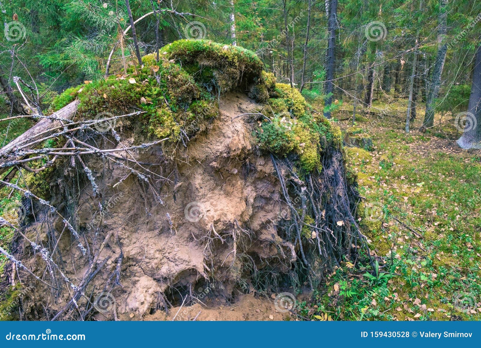 The Roots with the Ground of a Large Fallen Tree in the Autumn Forest ...