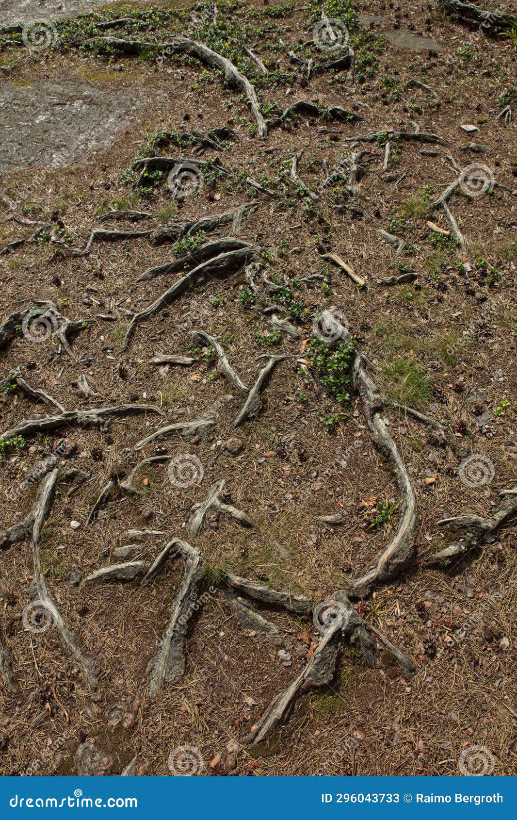 Roots on the ground. stock image. Image of natural, soil - 296043733