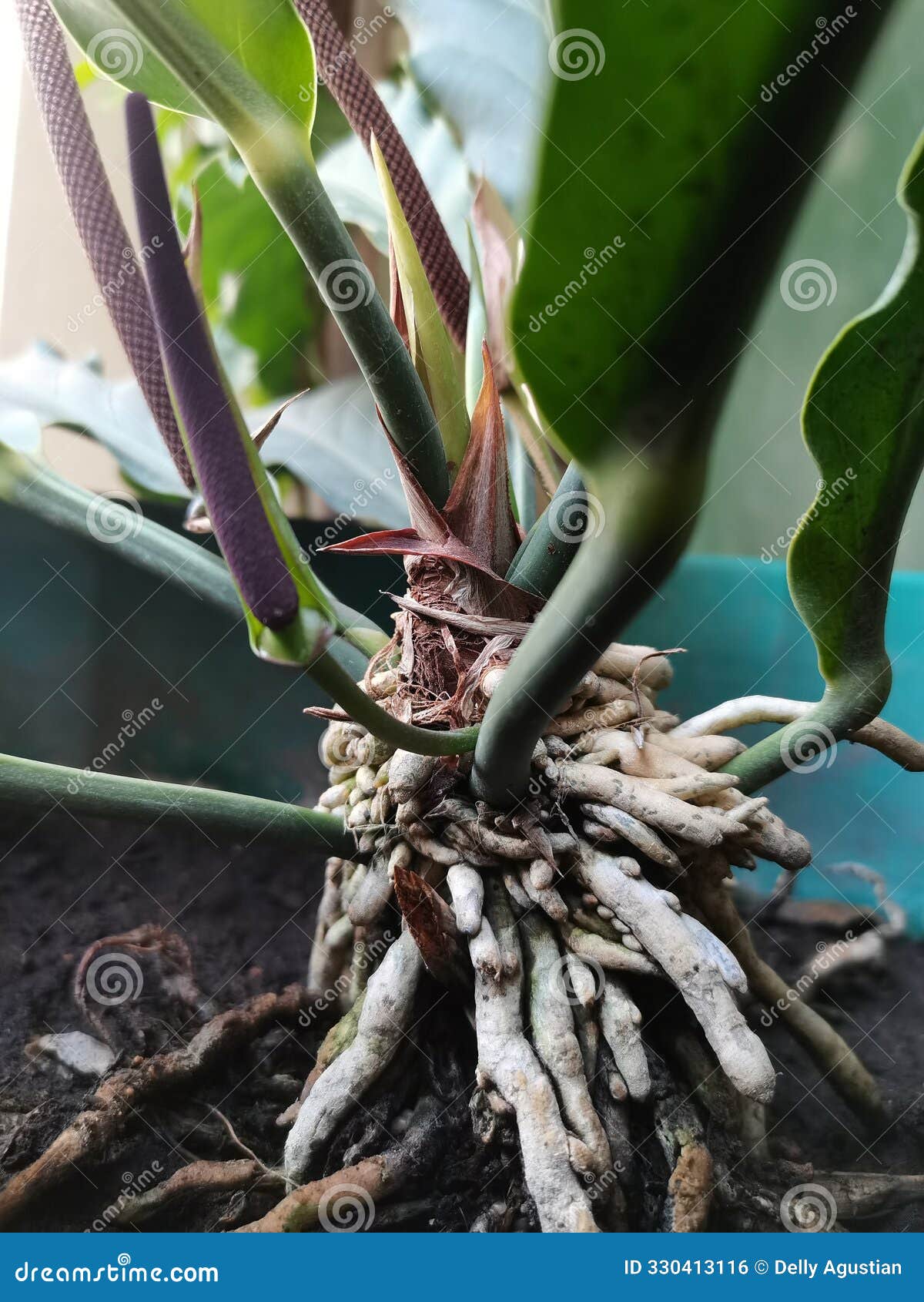 The Roots that Grow Above the Ground Look Very Exotic Stock Photo ...