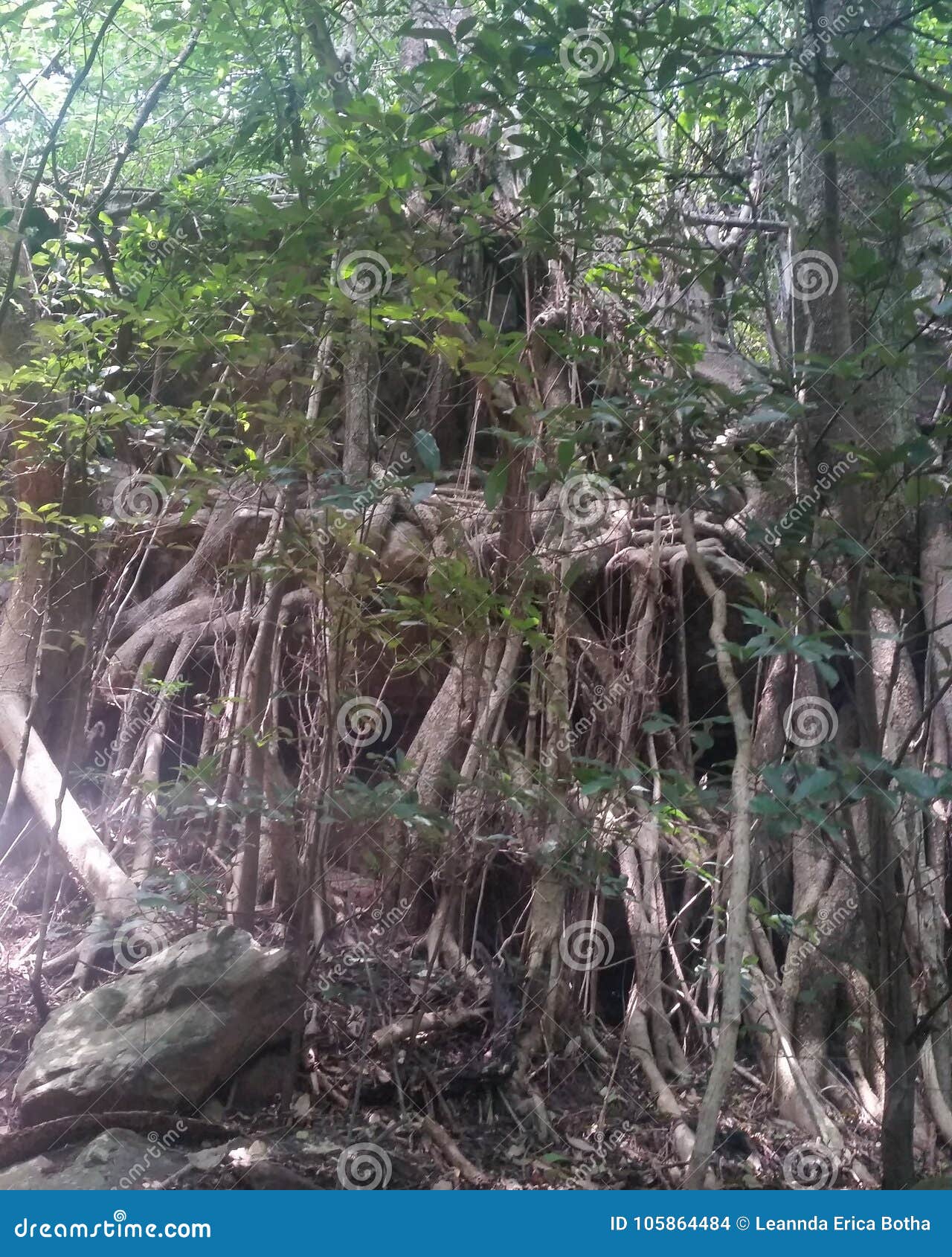 These roots grow deep stock photo. Image of galore, tree - 105864484