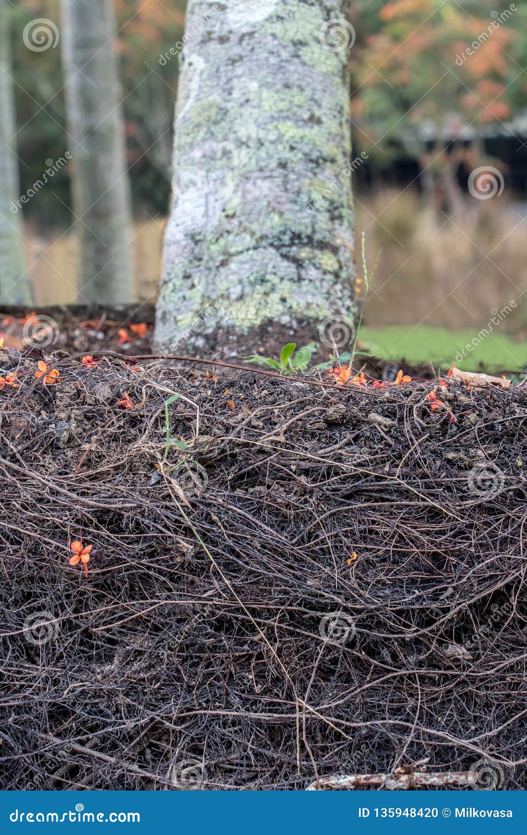 The Roots Grow in the Ground Under a Tree Stock Photo - Image of tropic ...