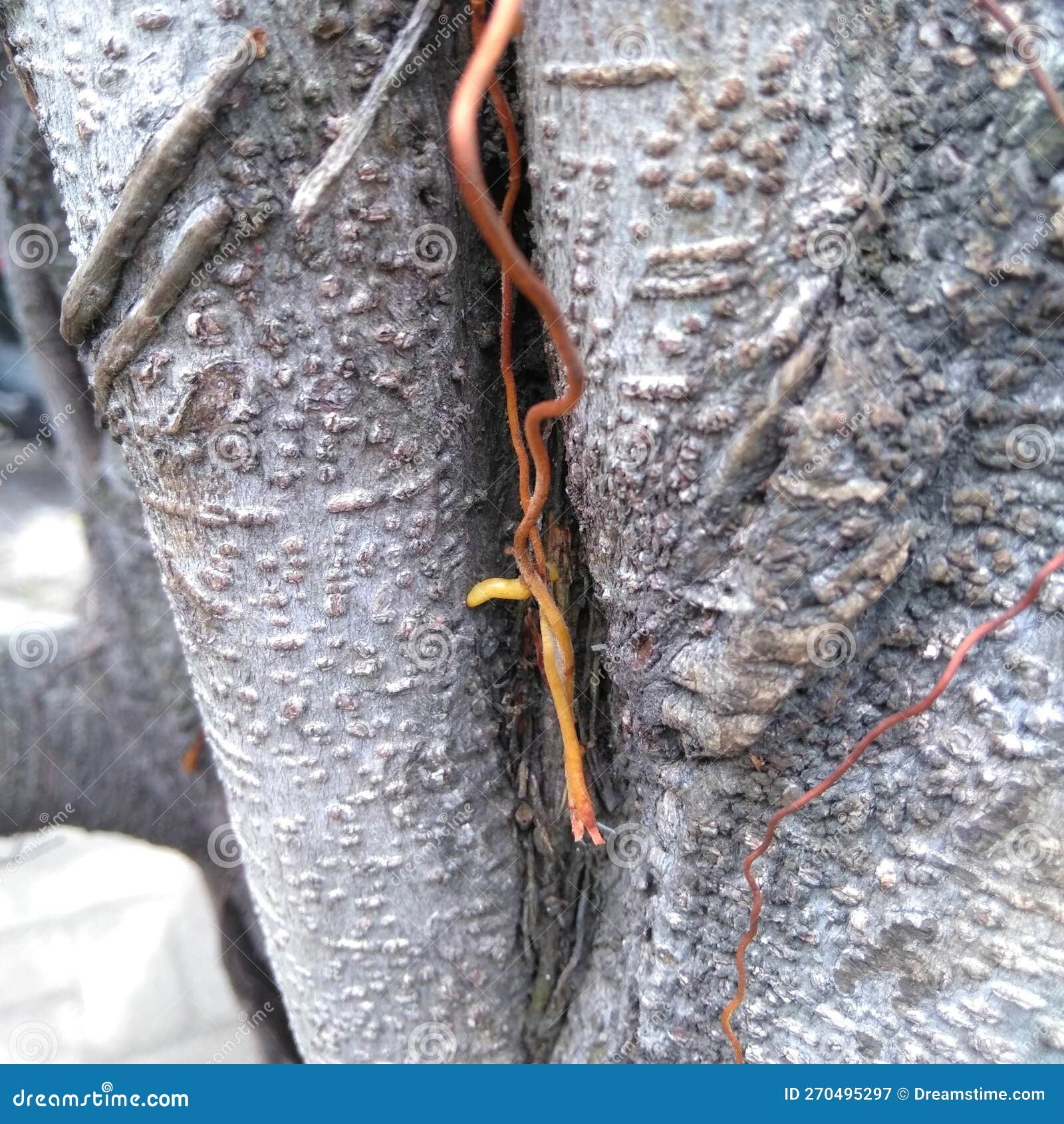 Roots grow on wild tree stock image. Image of tree, twig - 270495297