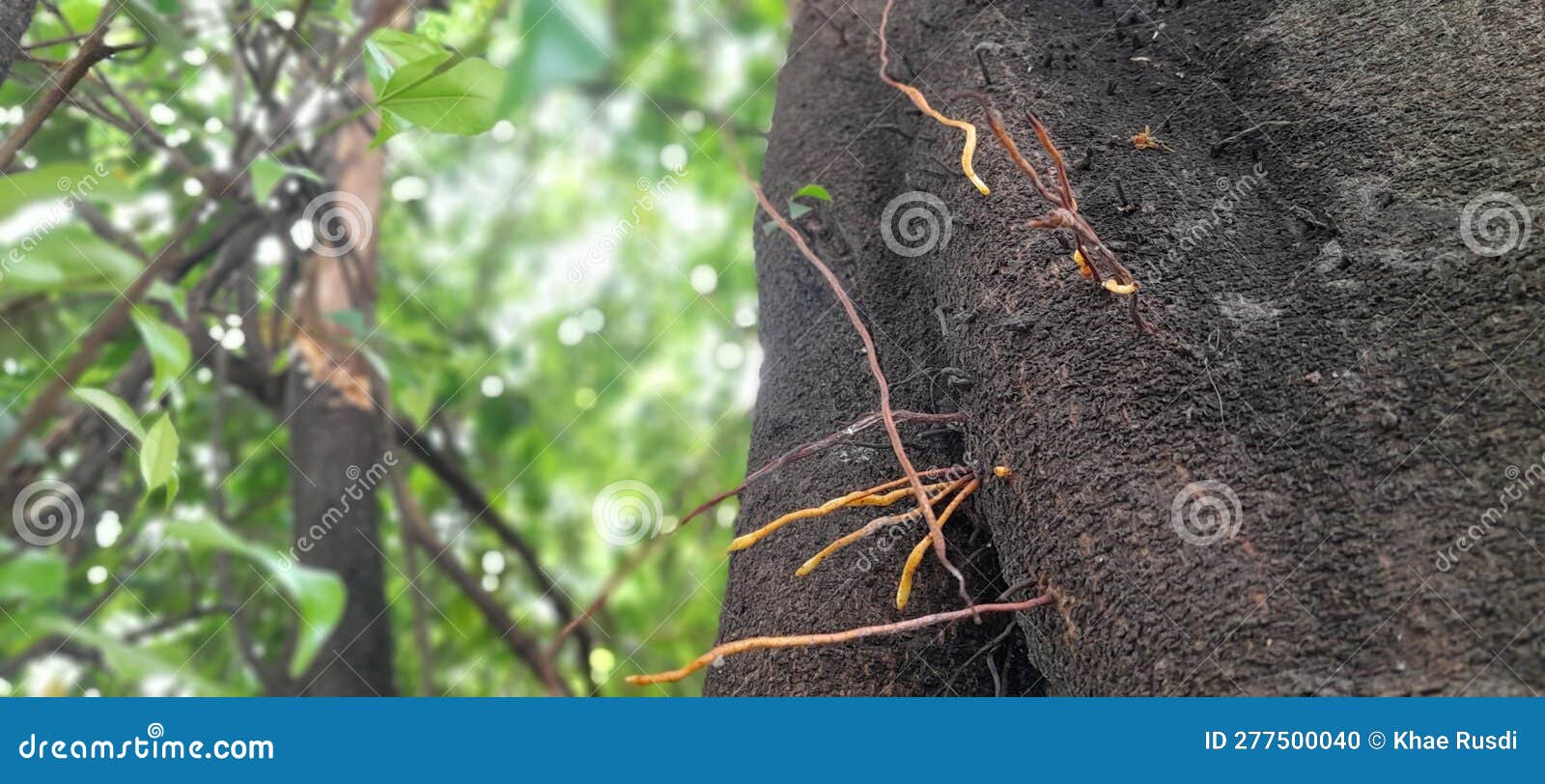 Roots Growing on a Large Tree Trunk Stock Photo - Image of large ...