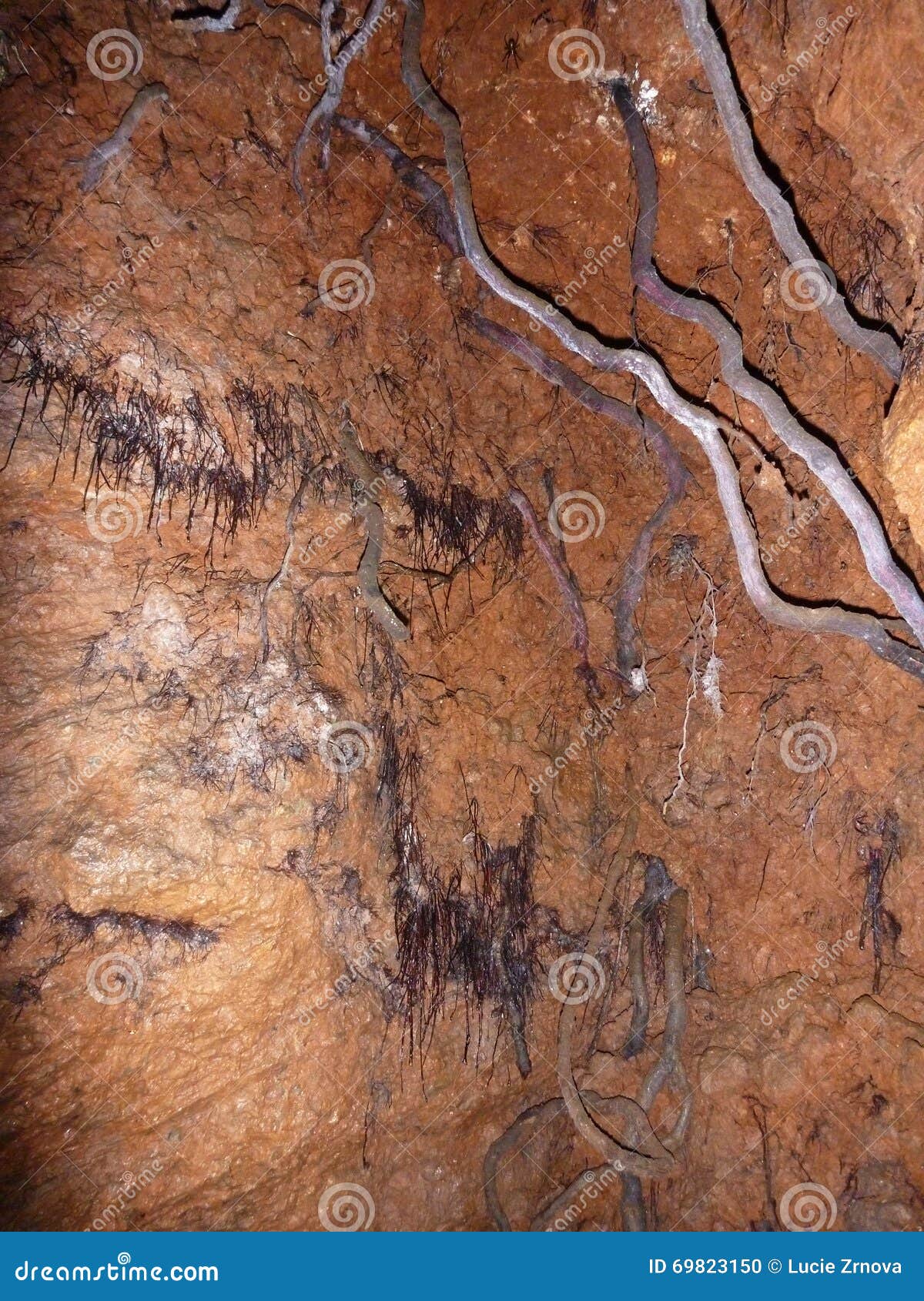 Roots Growing Surface Cave Stock Photos - Free & Royalty-Free Stock ...