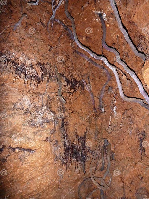 Roots Growing from the Surface into a Cave Stock Photo - Image of ...