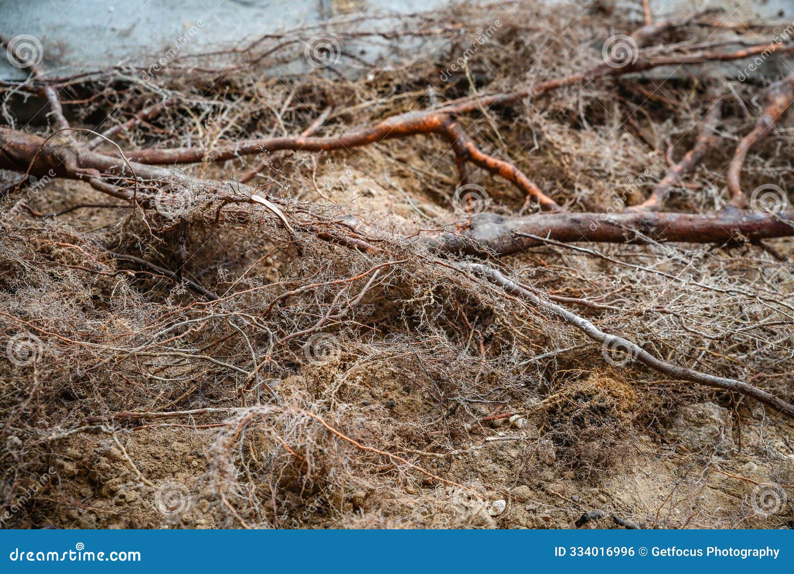Roots Growing Under Pavement Tile Stock Photo - Image of tree, brick ...