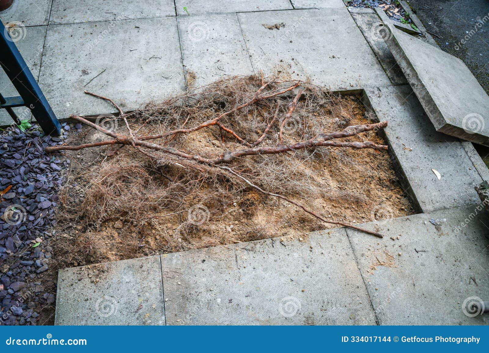 Roots Growing Under Pavement Tile Stock Photo - Image of environment ...