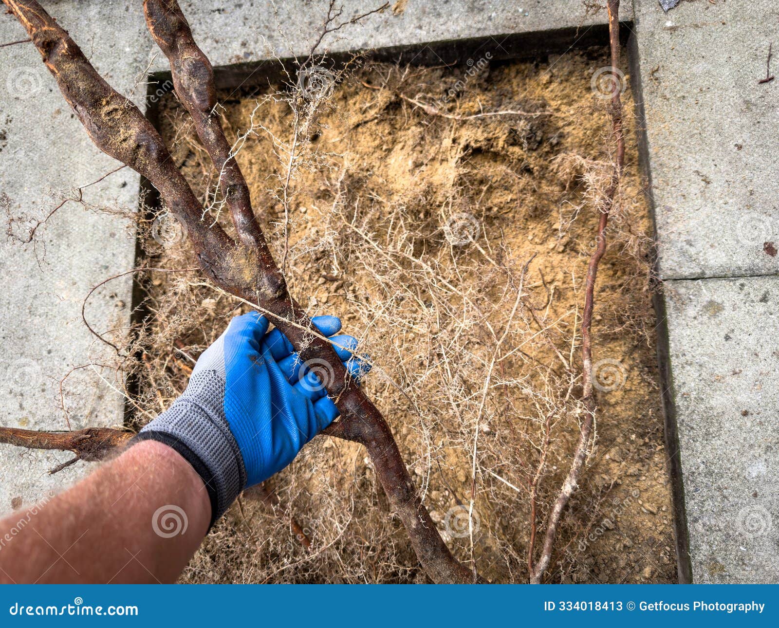 Roots Growing Under Pavement Tile Stock Image - Image of growing, rough ...