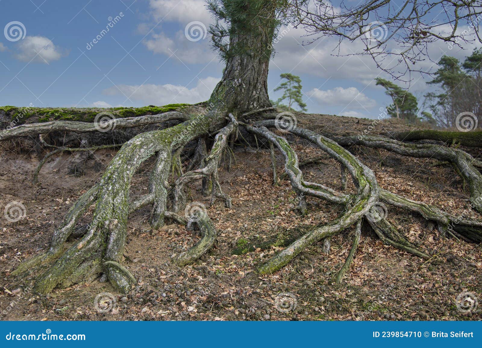 Roots Growing Upward on the Exterior . Tree with External Roots Stock ...