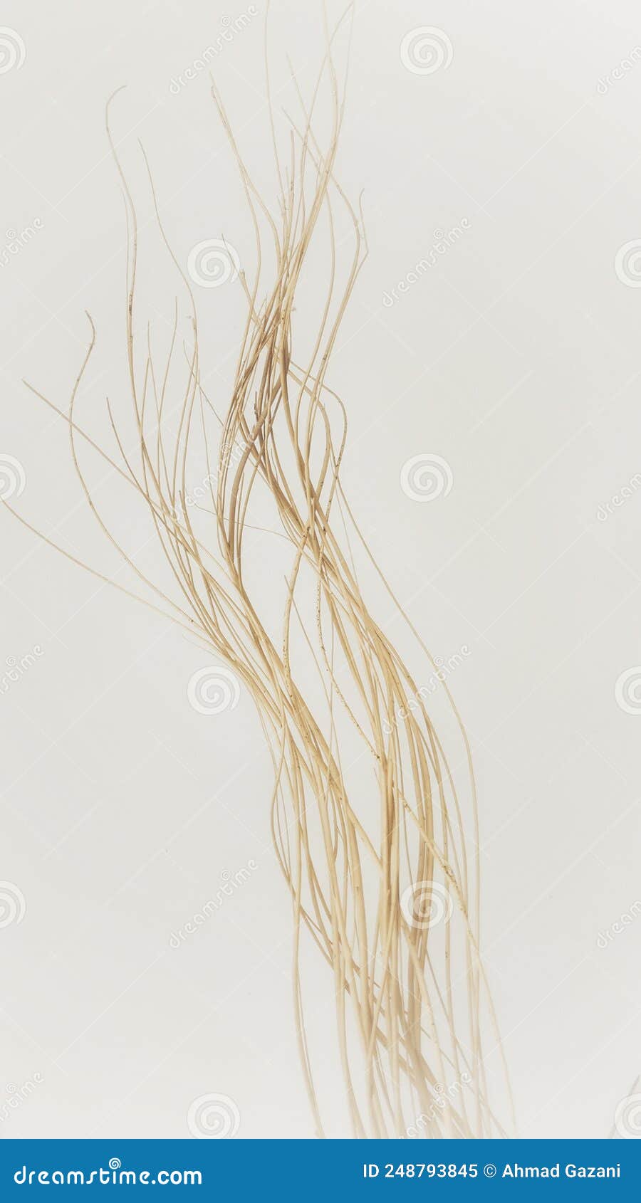 Thre roots stock image. Image of calligraphy, branch - 248793845
