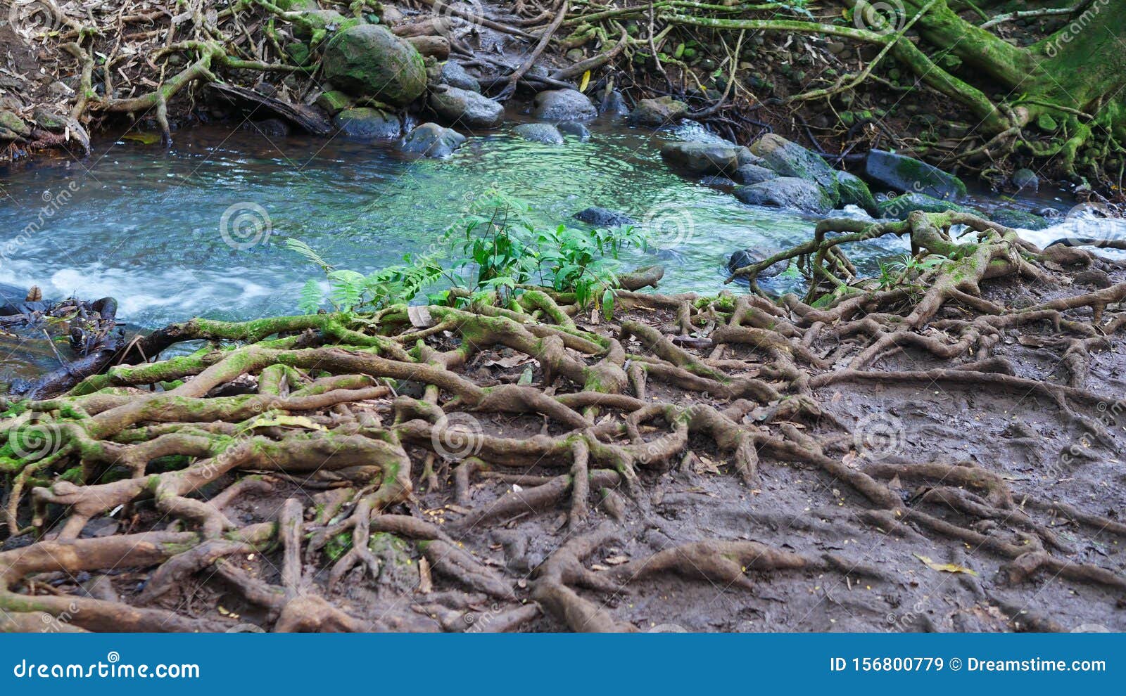 Roots Growing into a Waterfall Stock Image - Image of close, growing ...