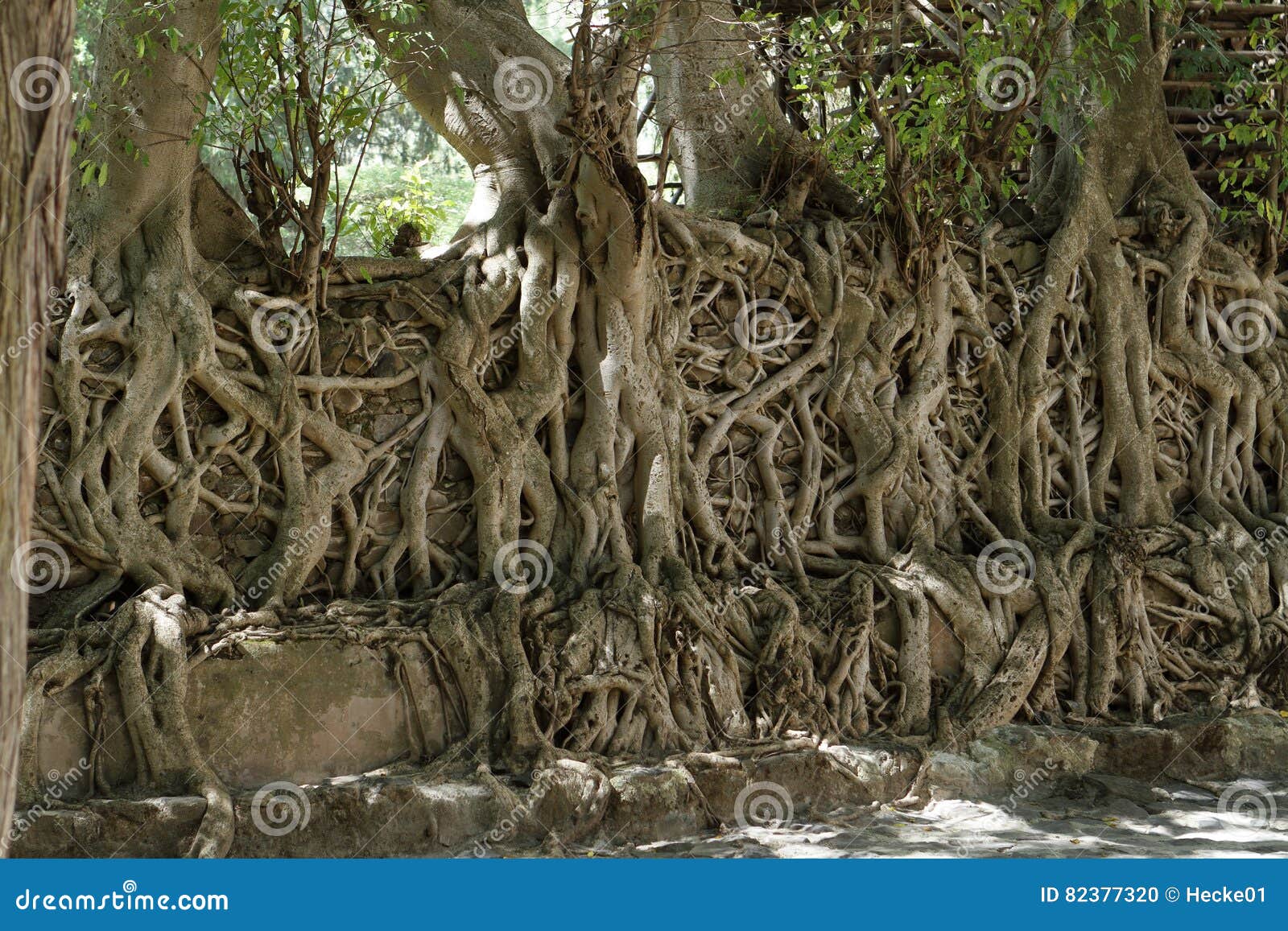 Roots grows over a wall stock photo. Image of fortress - 82377320
