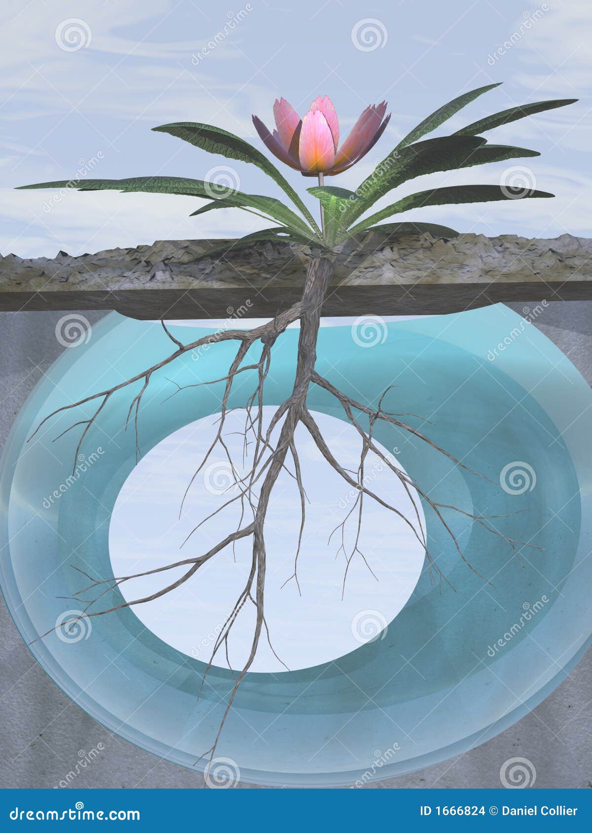 Roots Growth Pink Primrose Stock Illustrations – 3 Roots Growth Pink ...