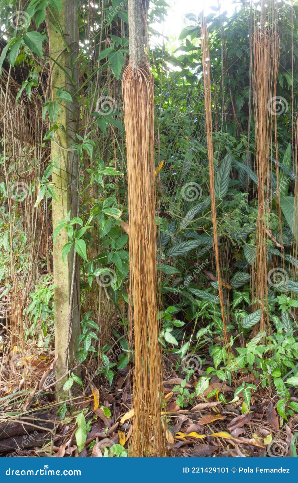 Roots Hanging from a Tree in the Jungle Stock Image - Image of tree ...