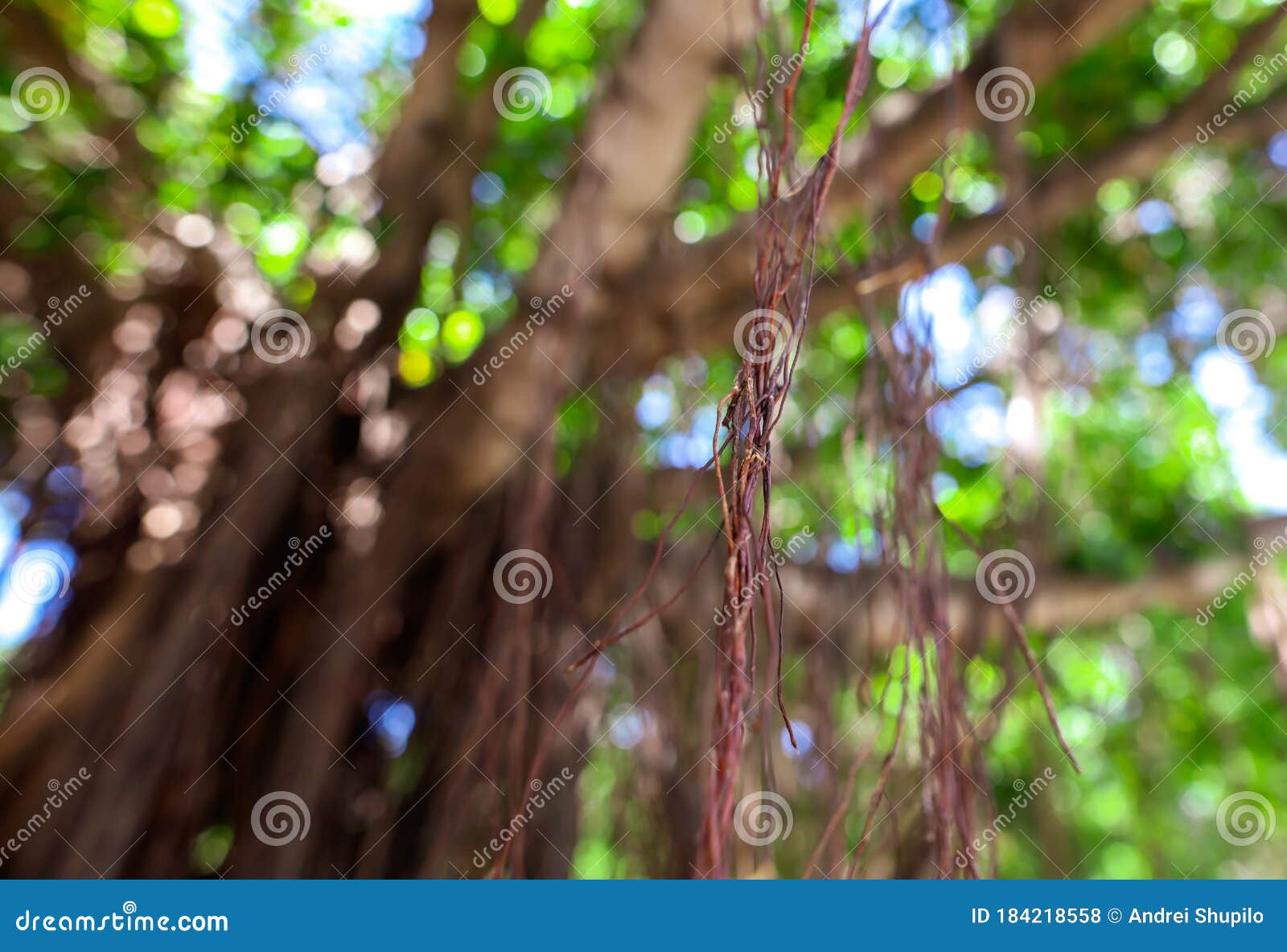 Roots Hanging from a Tree on the Nature Stock Photo - Image of plant ...