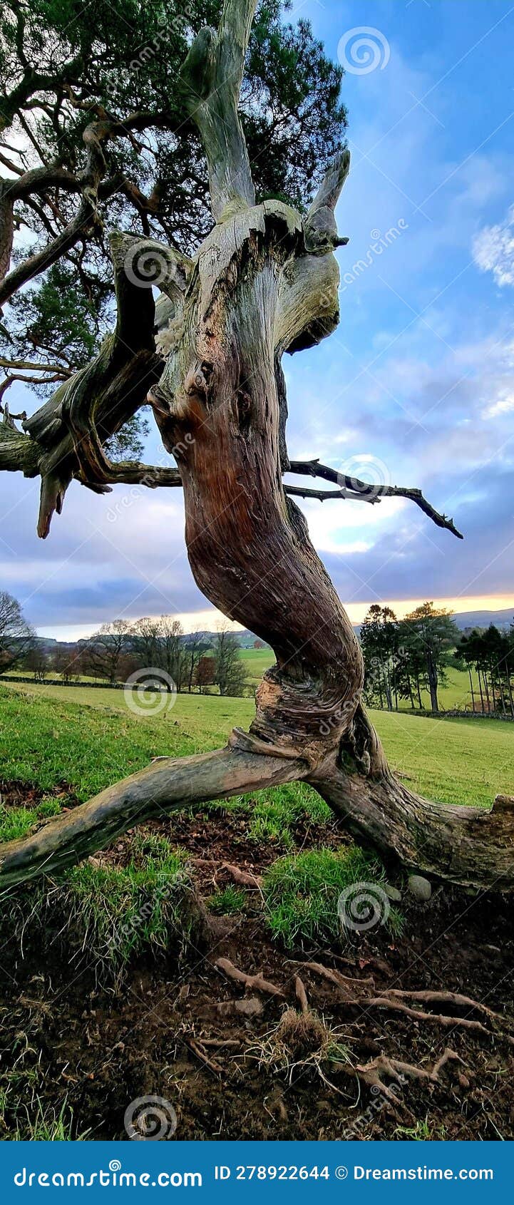 Roots in Heaven As Above so As Below Stock Photo - Image of heaven ...