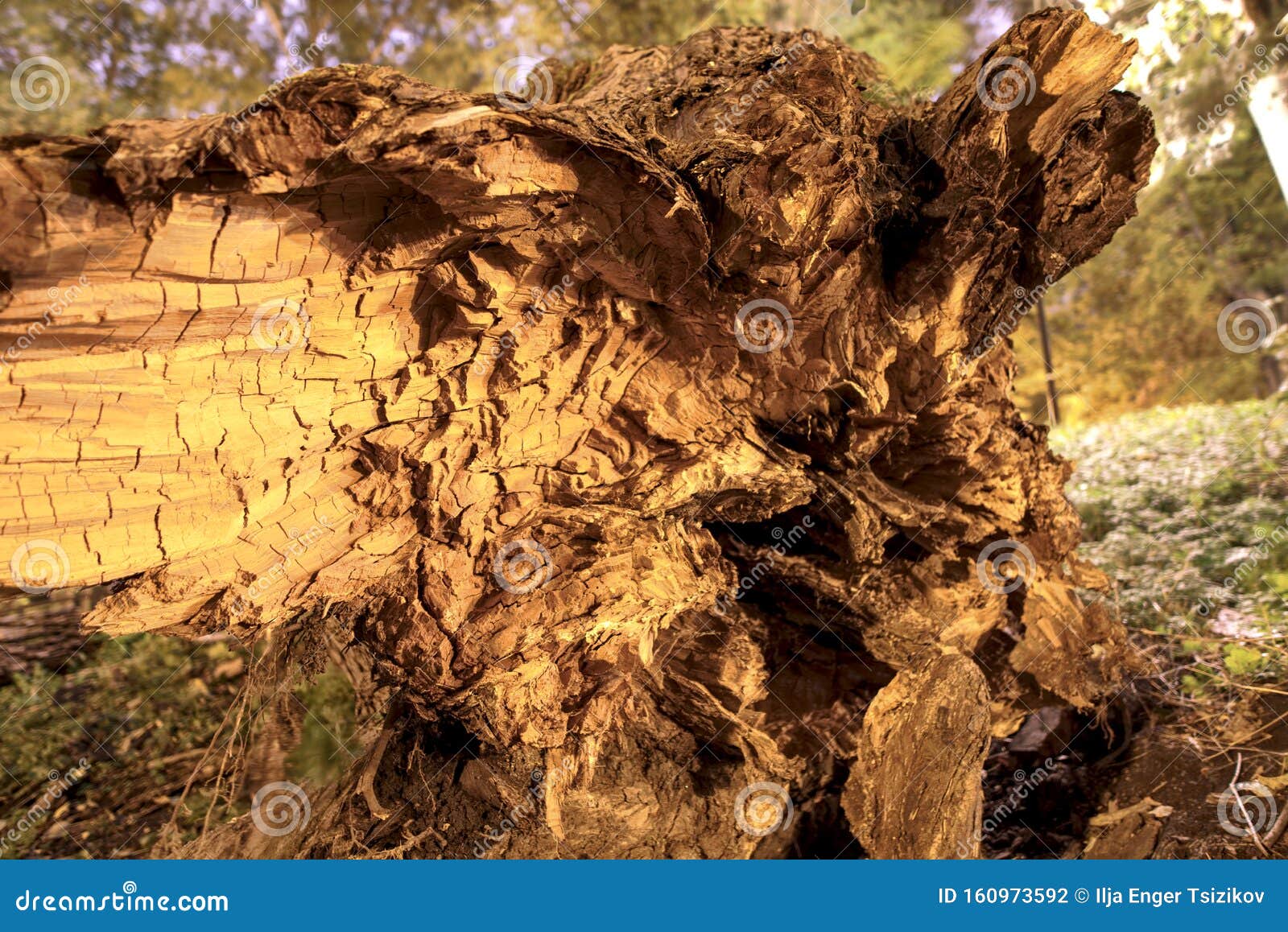 The Roots of a Hurricane Broken Tree. the Roots of the Tree. Old Big ...