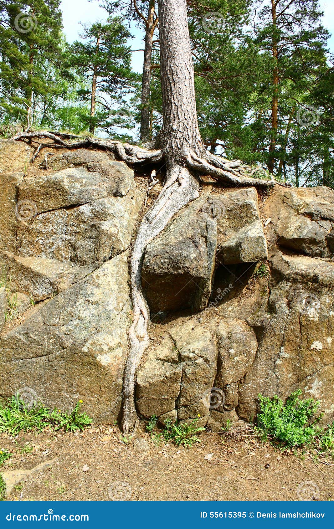 Roots inside the stone stock image. Image of century - 55615395