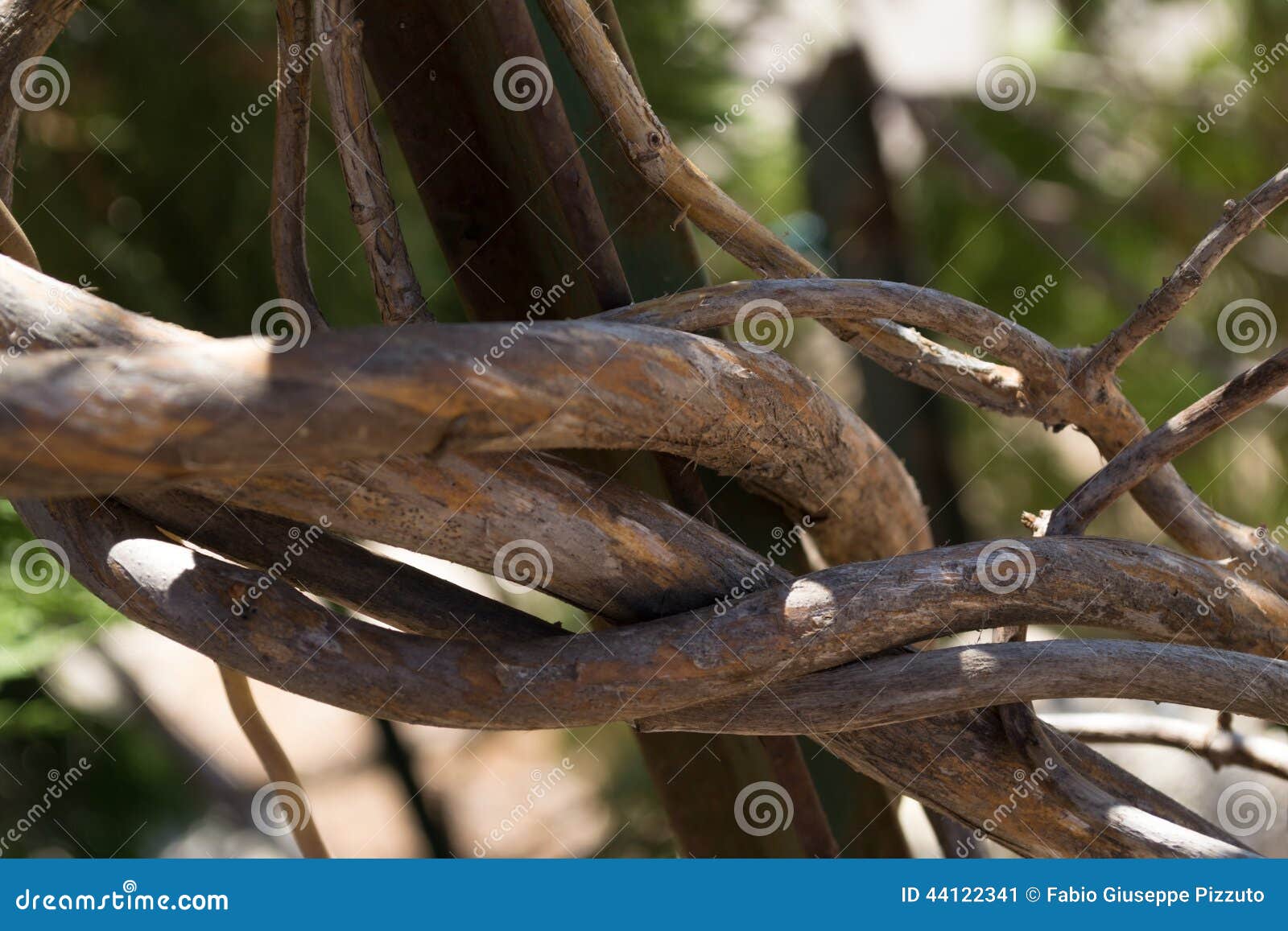 Roots intertwined stock image. Image of summer, earth - 44122341