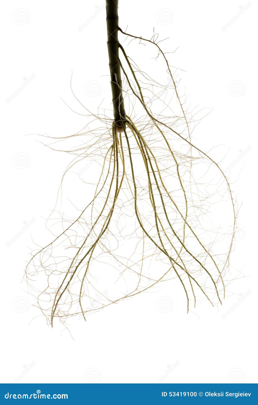 Roots isolated on white stock photo. Image of environment - 53419100